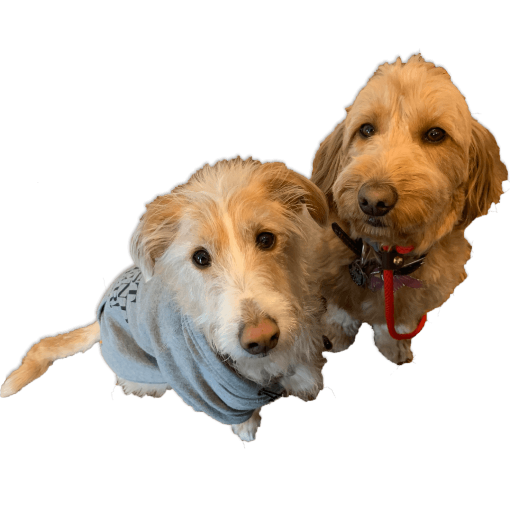 Home | Finn's Friendly Dog Training | Red Bank, NJ